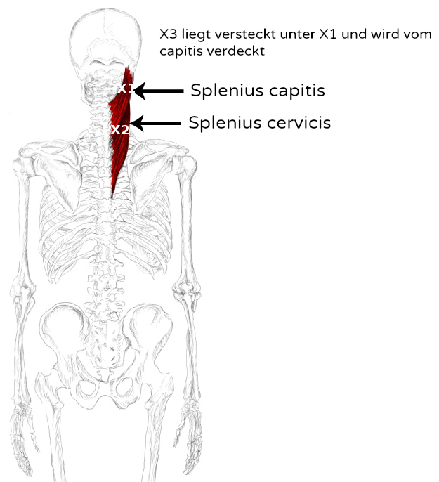Splenius capitis & cervicis Schmerzen und Triggerpunkte selbst behandeln