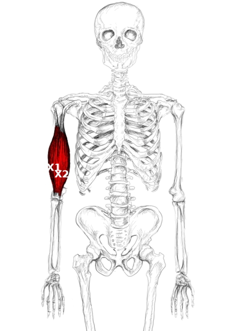 M. Bizeps brachii Schmerzen und Triggerpunkte selbst behandeln