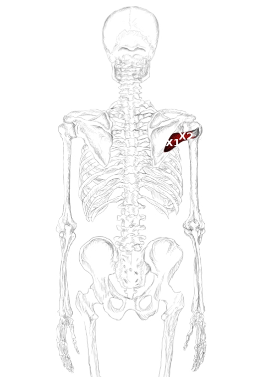 Teres major Schmerzen und Triggerpunkte selbst behandeln