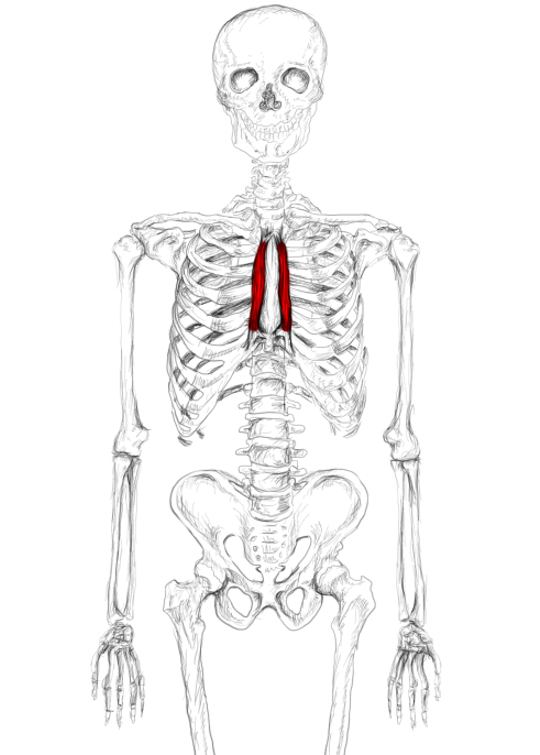 Sternalis Schmerzen und Triggerpunkte selbst behandeln
