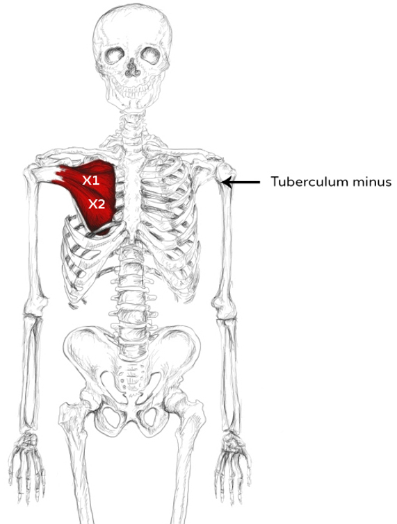 Subscapularis Schmerzen und Triggerpunkte selbst behandeln