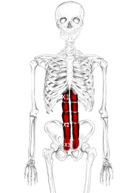 Rectus abdominis Schmerzen und Triggerpunkte selbst behandeln Rectus abdominis Schmerzen und Triggerpunkte selbst behandeln