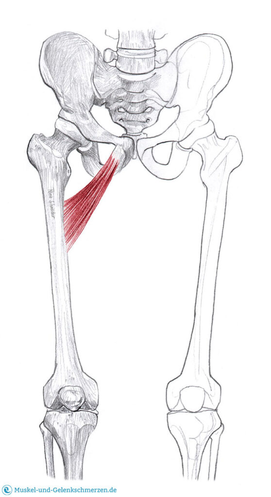 Adduktoren Schmerzen und Triggerpunkte selbst behandeln