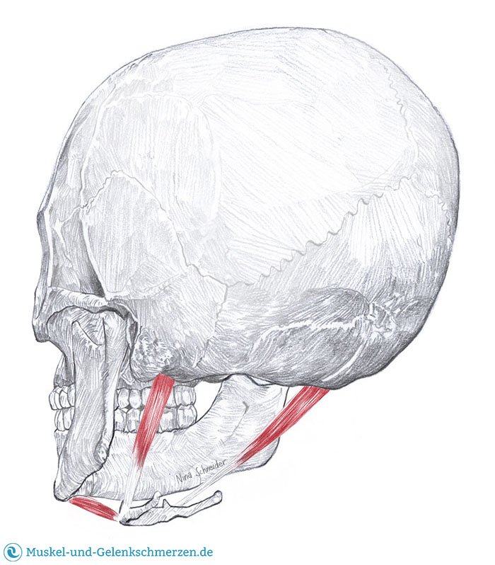 Digastricus Schmerzen und Triggerpunkte selbst behandeln