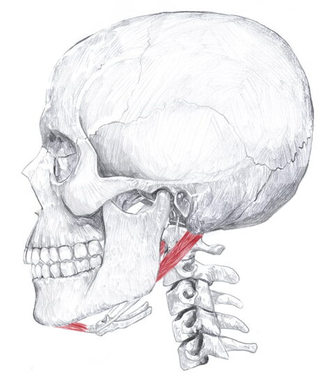 Digastricus Schmerzen und Triggerpunkte selbst behandeln