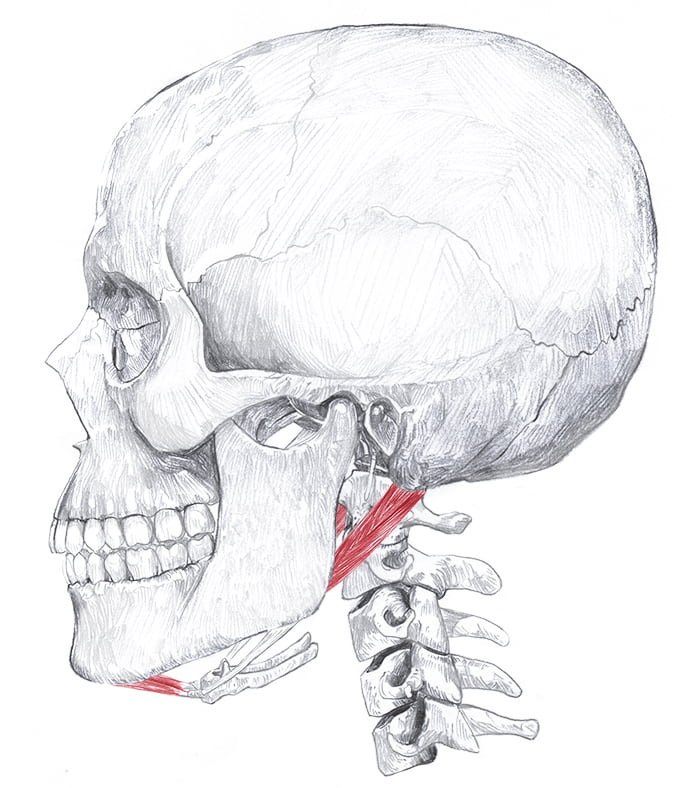 Digastricus Schmerzen und Triggerpunkte selbst behandeln