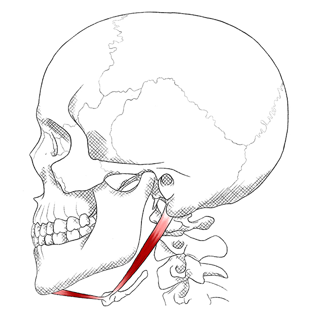 Digastricus Schmerzen und Triggerpunkte selbst behandeln