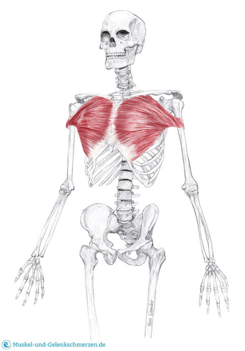 Pectoralis major Schmerzen und Triggerpunkte selbst behandeln