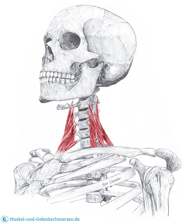Scaleni Schmerzen und Triggerpunkte selbst behandeln