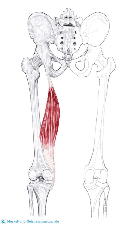 Ischiocrurale Muskulatur: Schmerzen und Triggerpunkte selbst behandeln