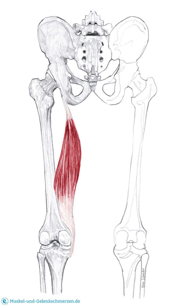Ischiocrurale Muskulatur: Schmerzen und Triggerpunkte selbst behandeln