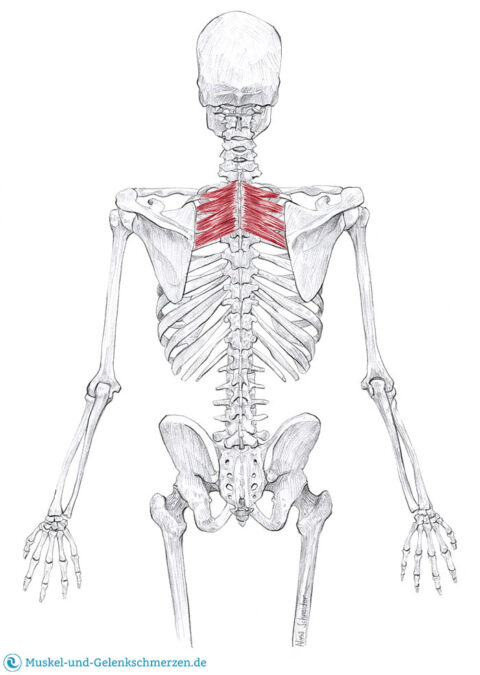 Serratus Posterior Superior Serratus Posterior Muscles Functional