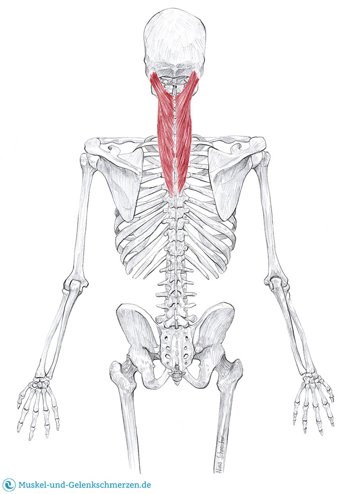 Splenius capitis und cervicis Schmerzen und Triggerpunkte selbst behandeln