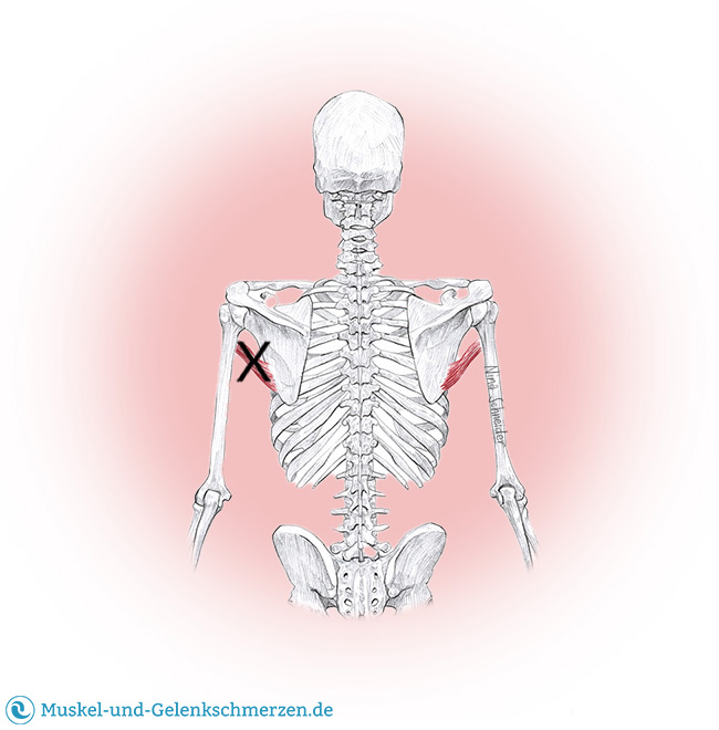 Teres Major Teres Major Vom Black Angus, Wet Aged | 0.295